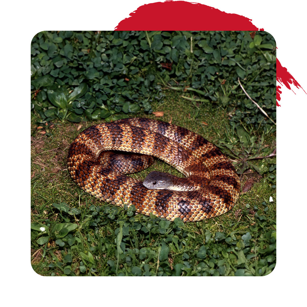 Snakes - Snake Eyes Insurance